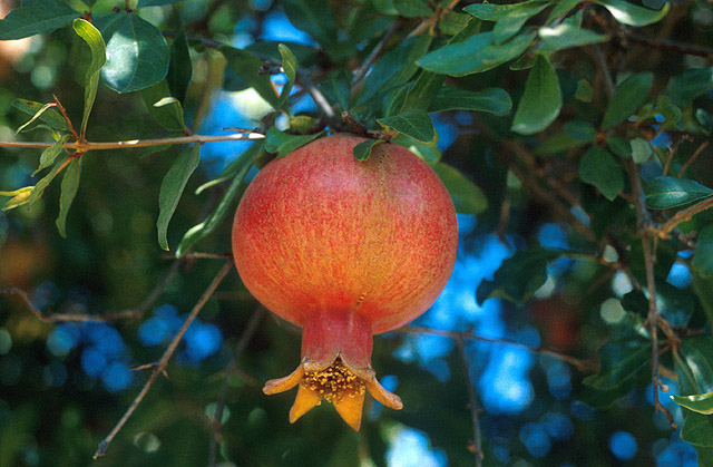 PowerPomegranates